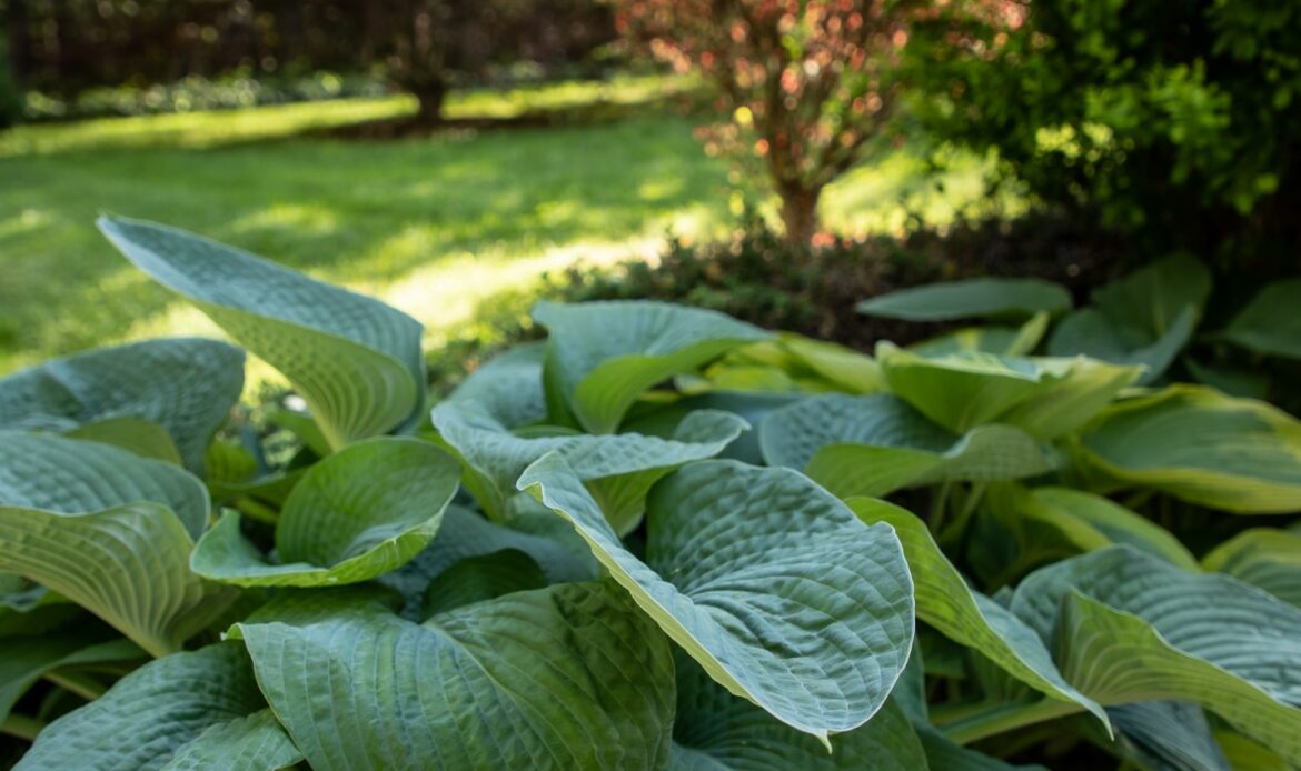 March Into Spring with Fresh Landscaping - B.H. Graning Landscapes